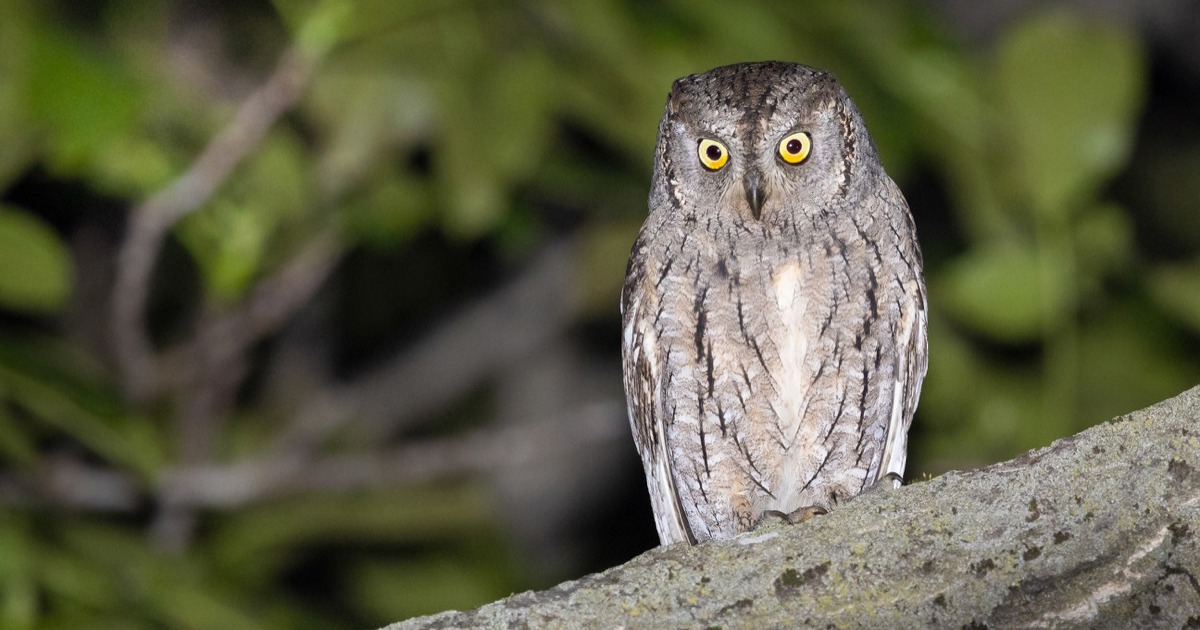Die kleine Eule ennet des Gotthards | Zeitschrift von BirdLife Schweiz