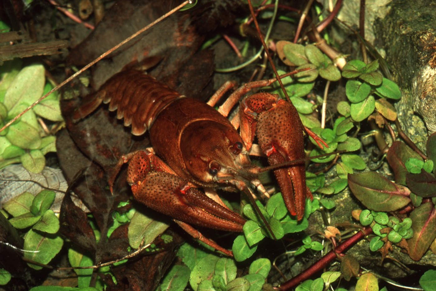 Flusskrebse in Not | Zeitschrift von BirdLife Schweiz