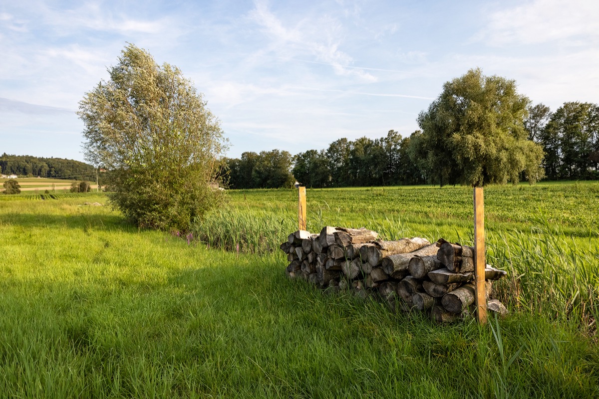 Der Aufwärtstrend hält an | Zeitschrift von BirdLife Schweiz