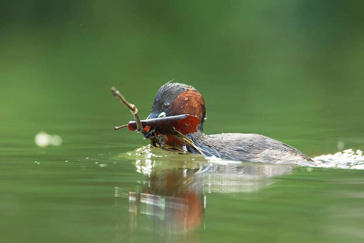 Ein Federknäuel wirbt für natürliche Gewässer | Zeitschrift von ...