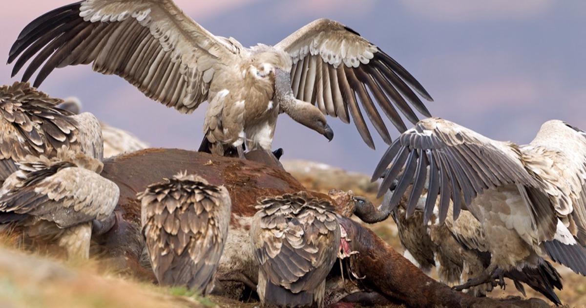 Geier im Sturzflug | Zeitschrift von BirdLife Schweiz