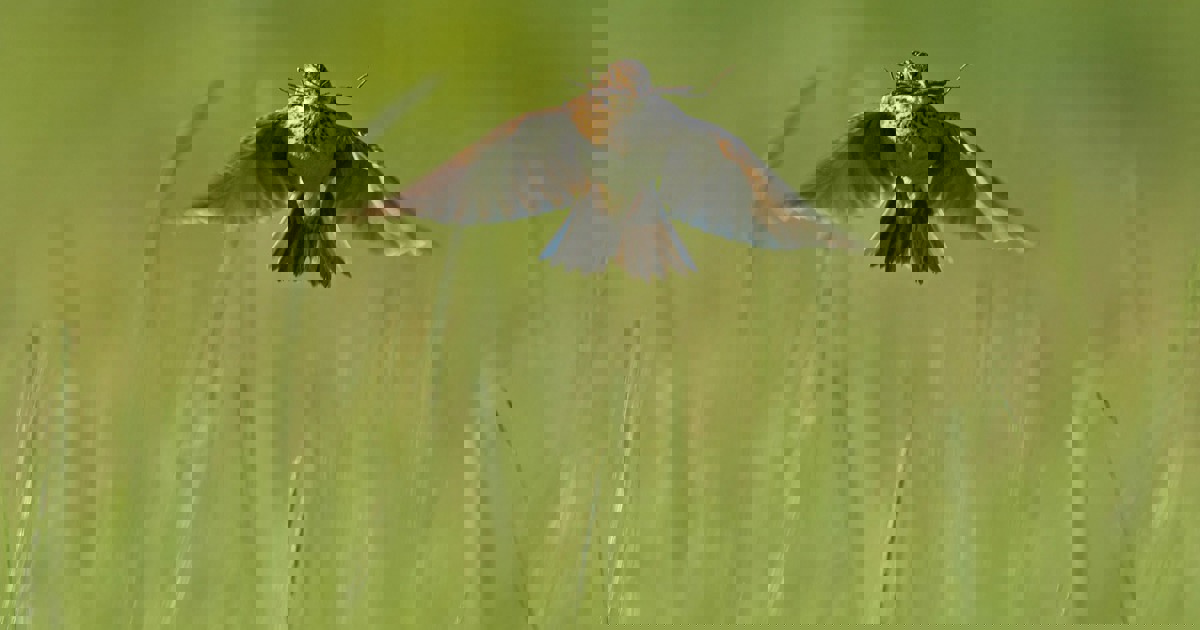 Felder voller Lerchen | Zeitschrift von BirdLife Schweiz