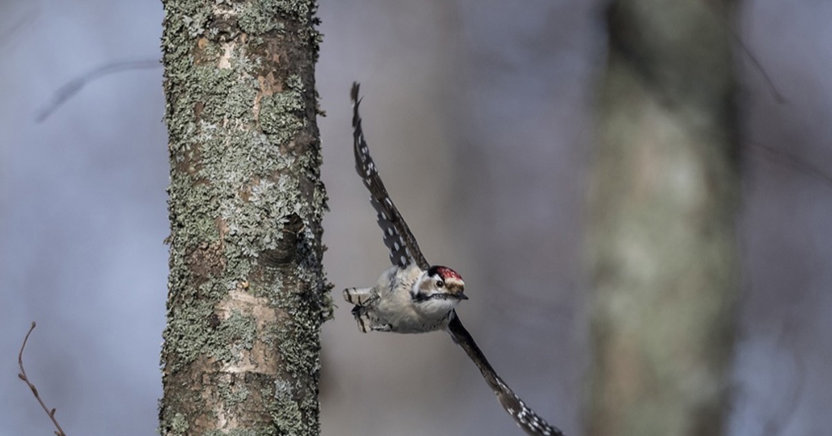 Kleiner Specht mit grossen Überraschungen | Zeitschrift von BirdLife ...
