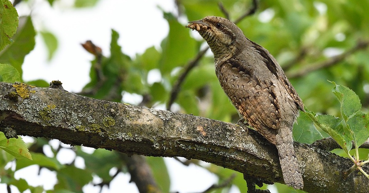 Einsatz für den Wendehals im Osten | Zeitschrift von BirdLife Schweiz